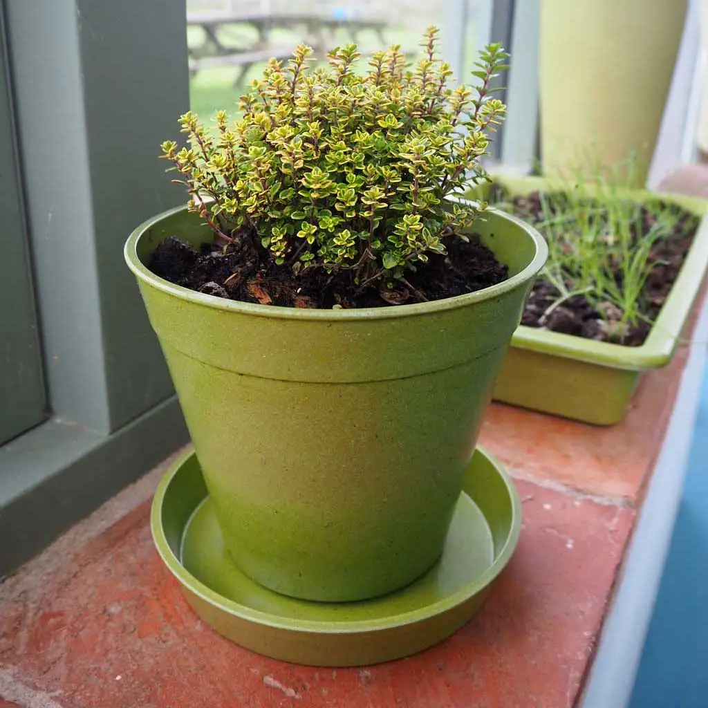 Ultimate Compostable Pots: Our Eco-Friendly Choice 2025